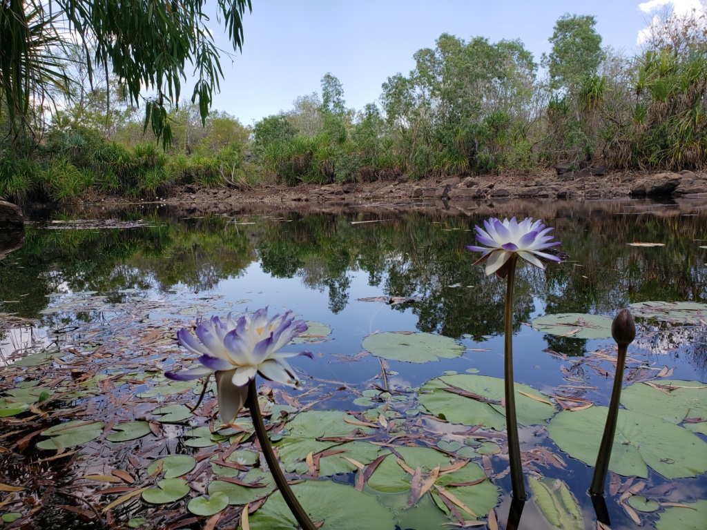 Kowtowed By The Kimberly (2019 Down Under, Part 3) – McCuration