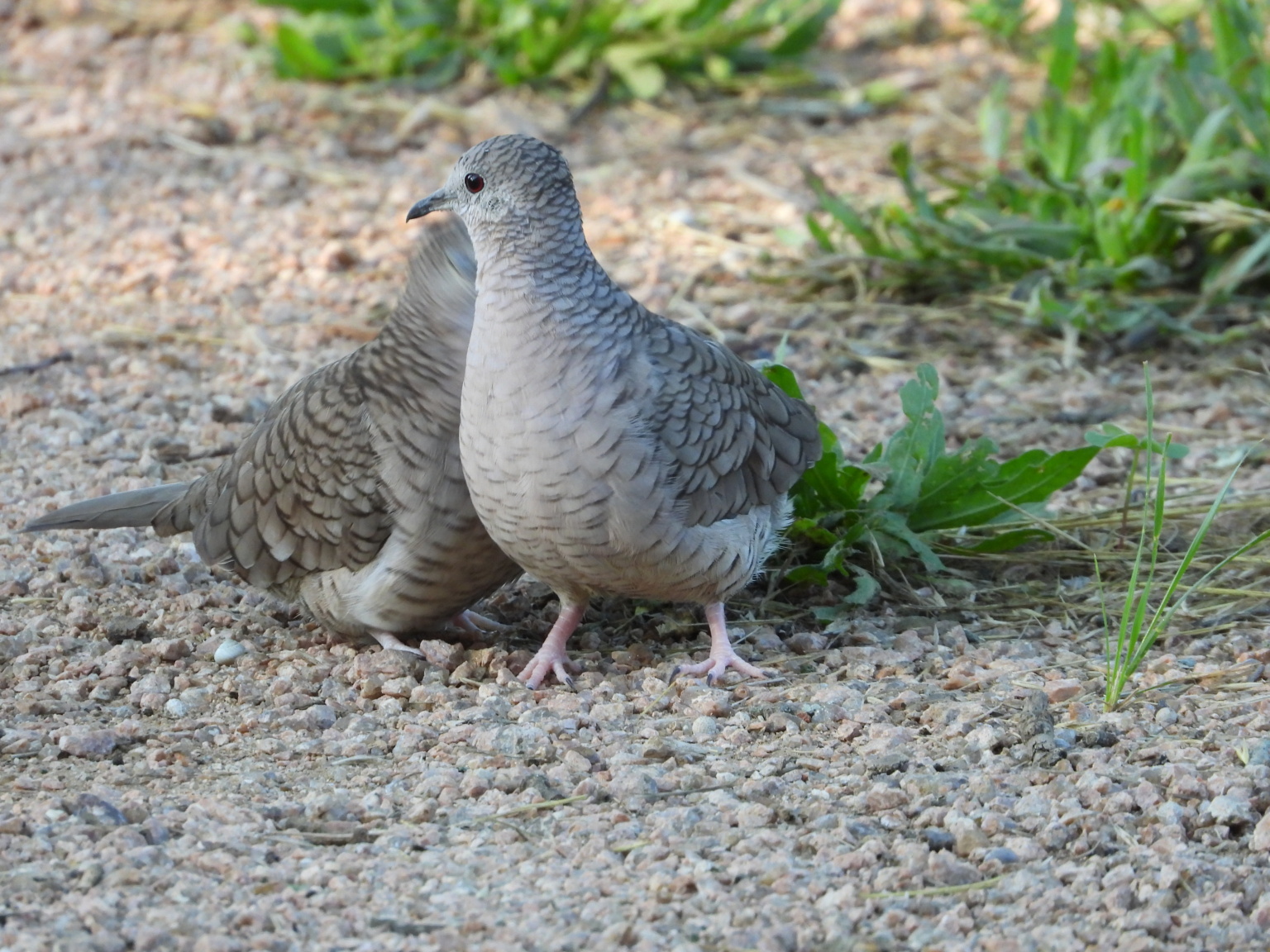 Inca Dove Gallery – McCuration