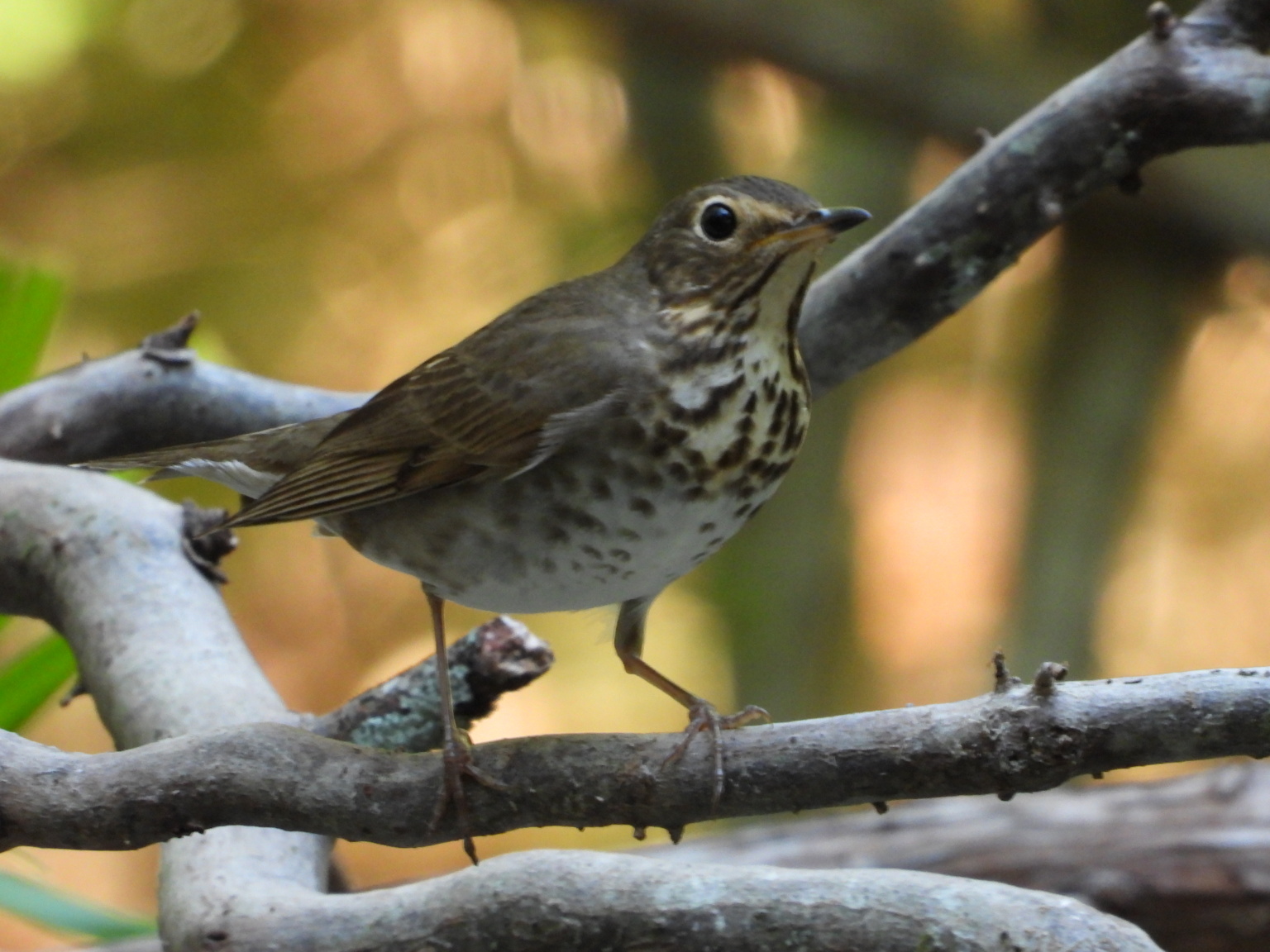 Swainson’s Thrush Gallery – McCuration