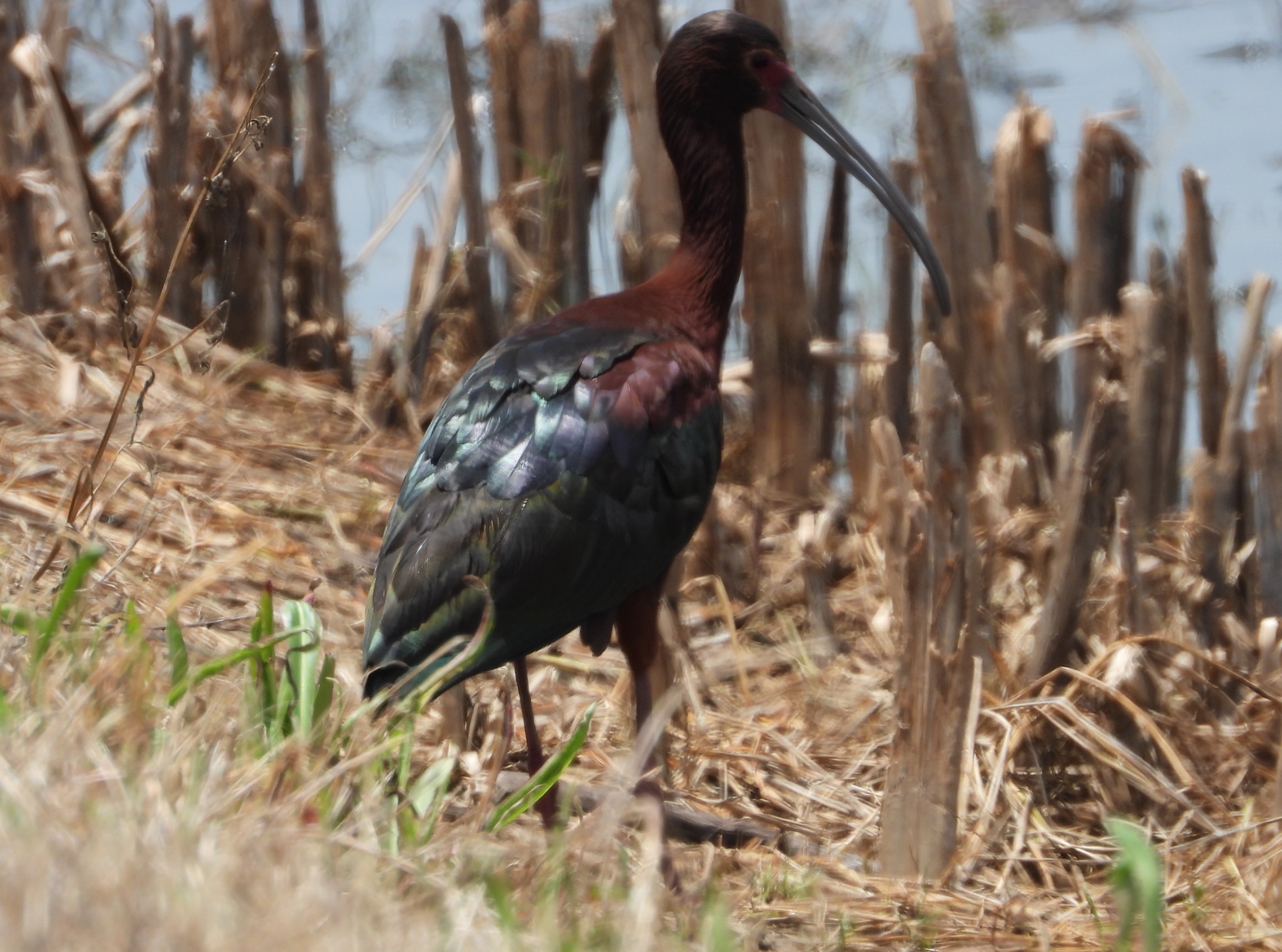 Glossy Ibis Gallery – McCuration