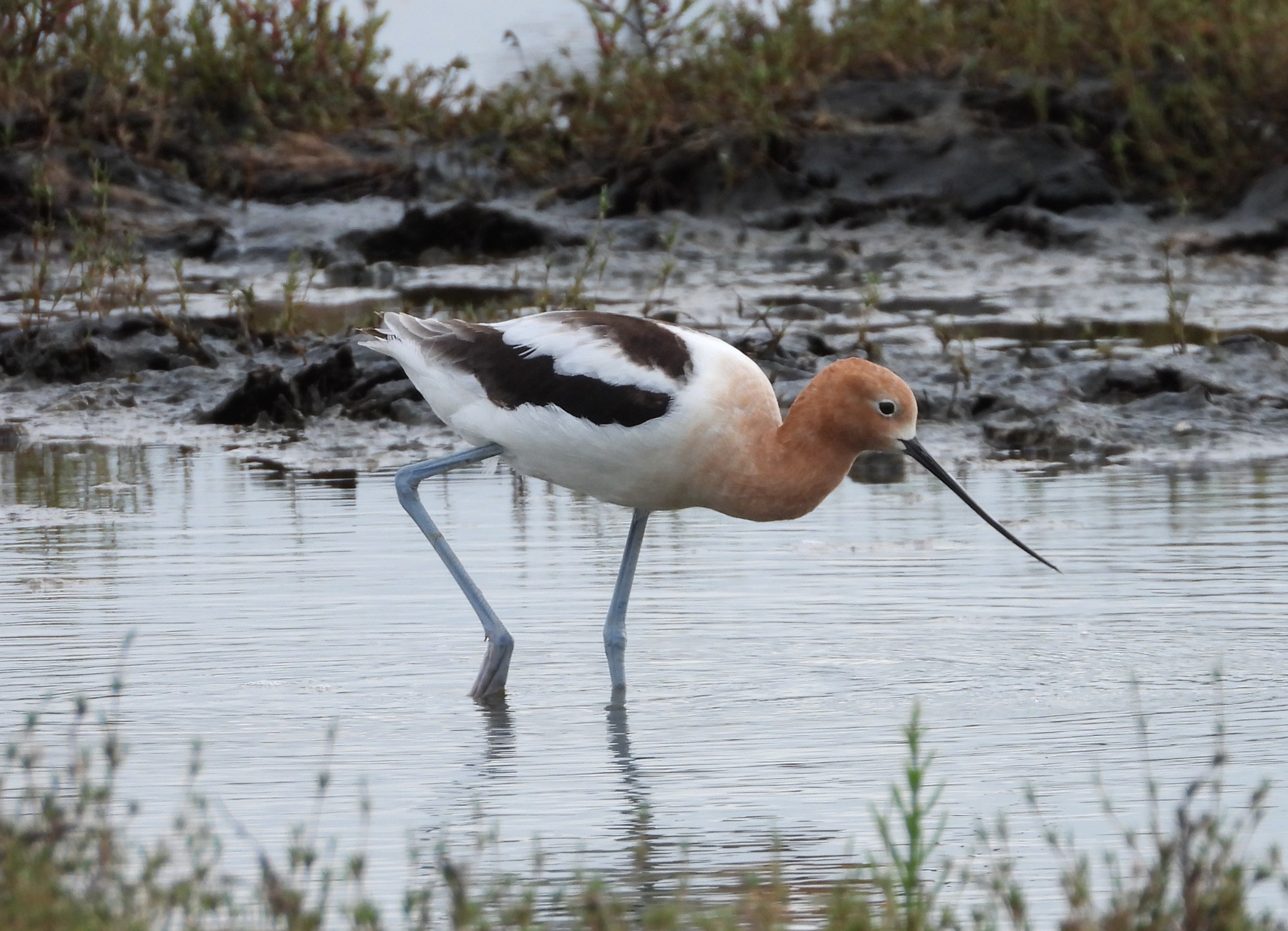 American Avocet Gallery – McCuration