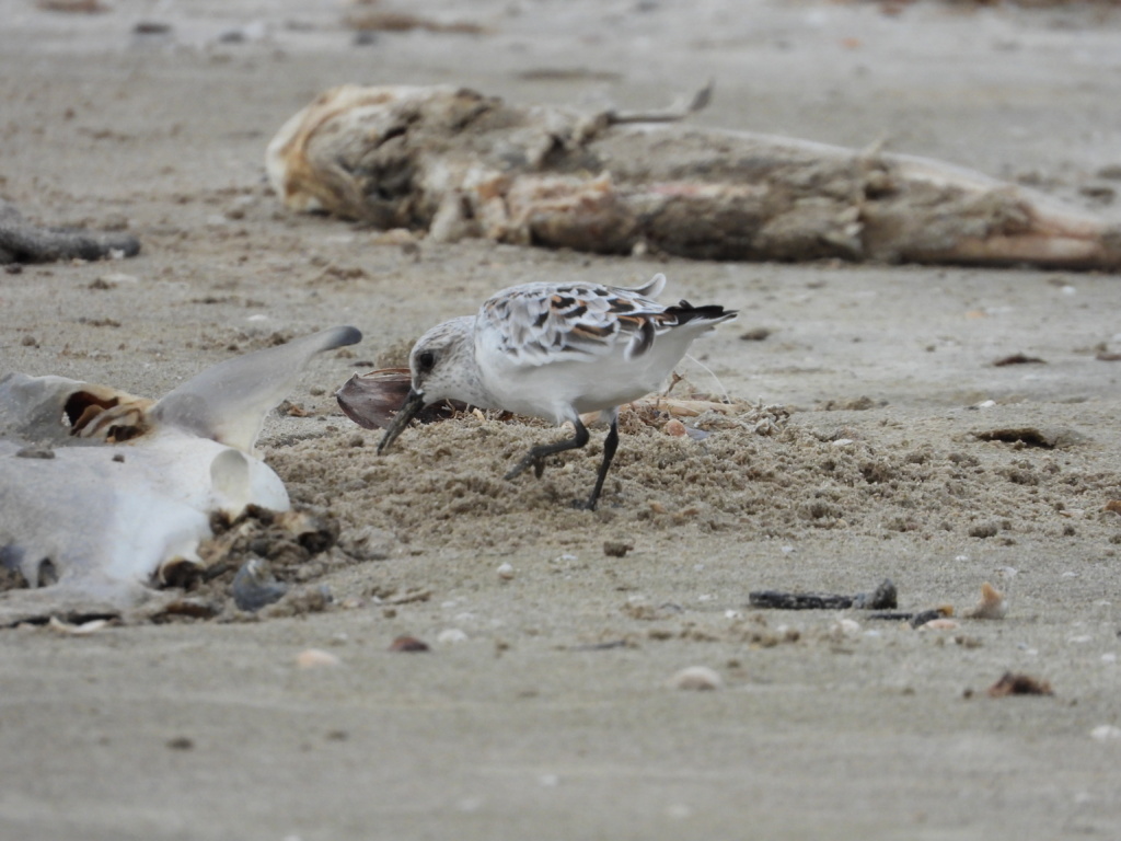 Sanderling Gallery – McCuration