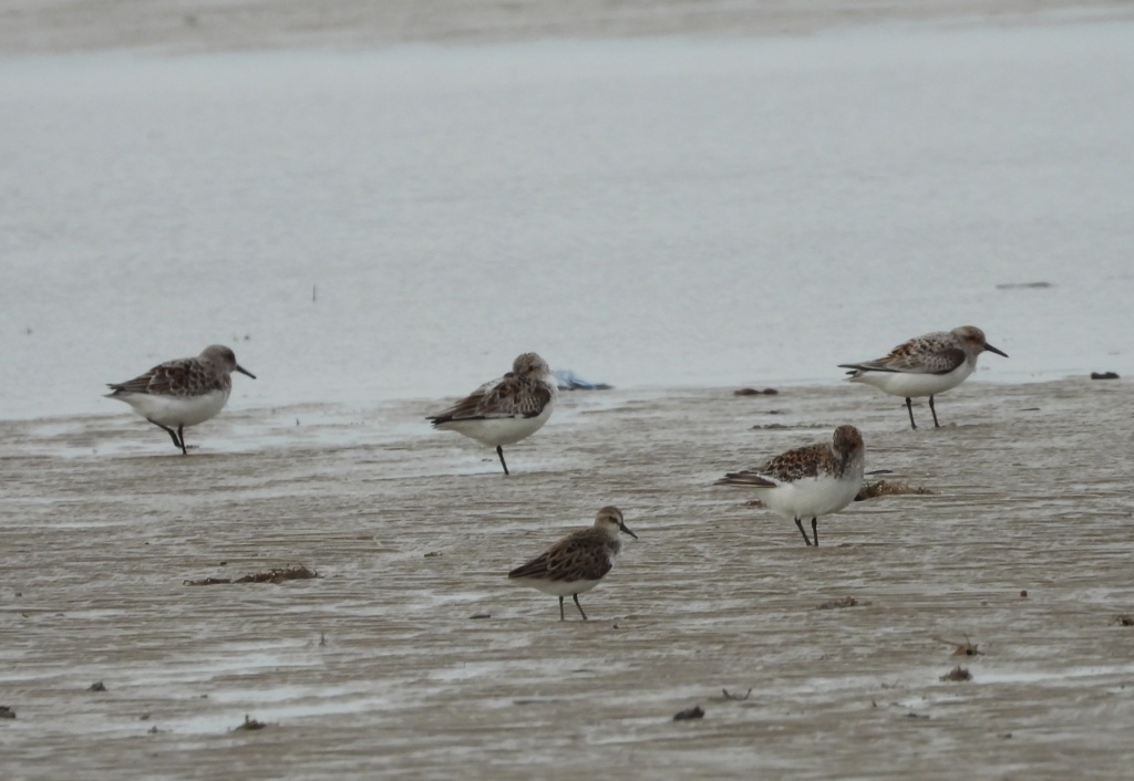 Sanderling Gallery – McCuration