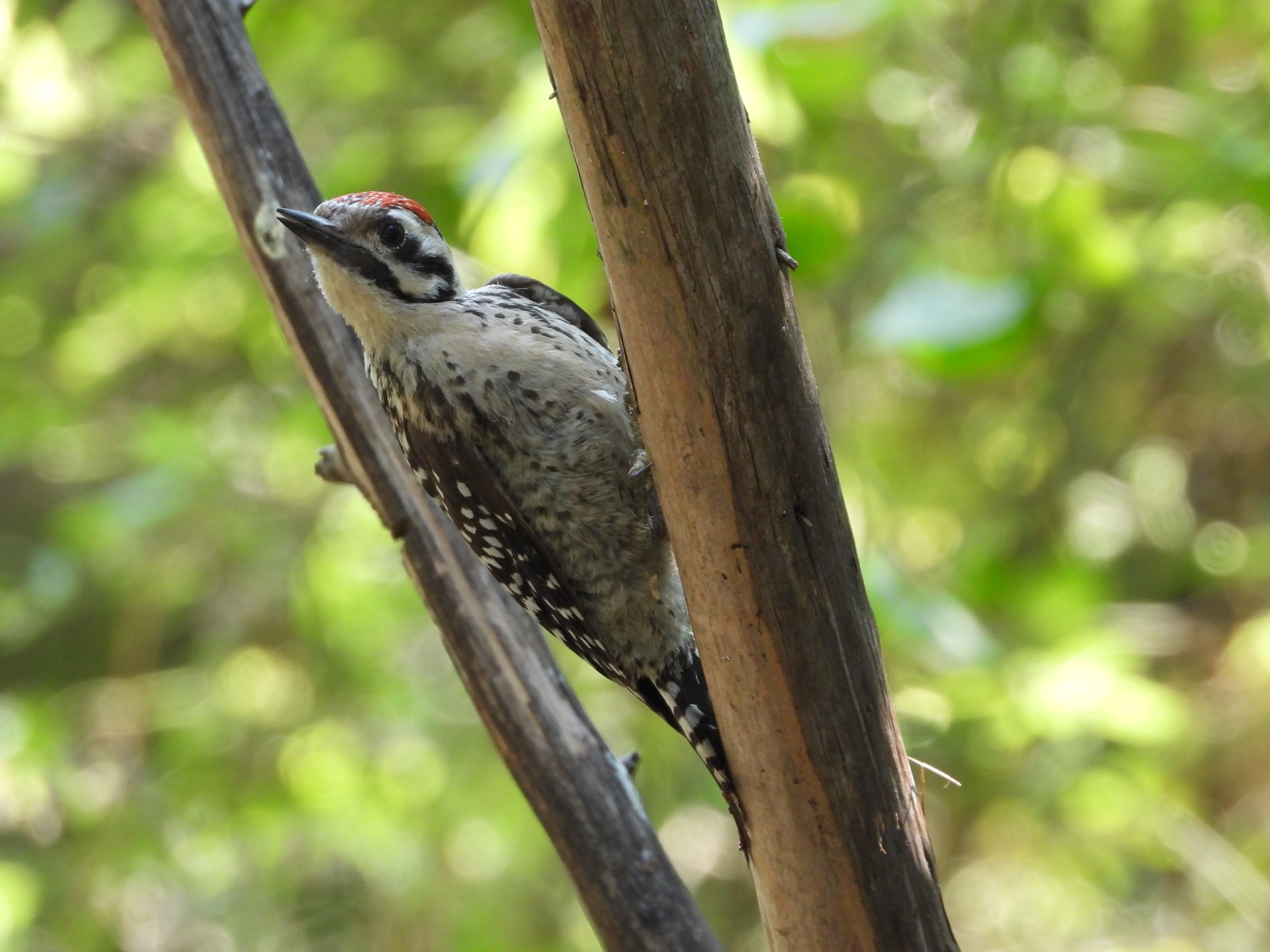 Ladder-backed Woodpecker Gallery – McCuration