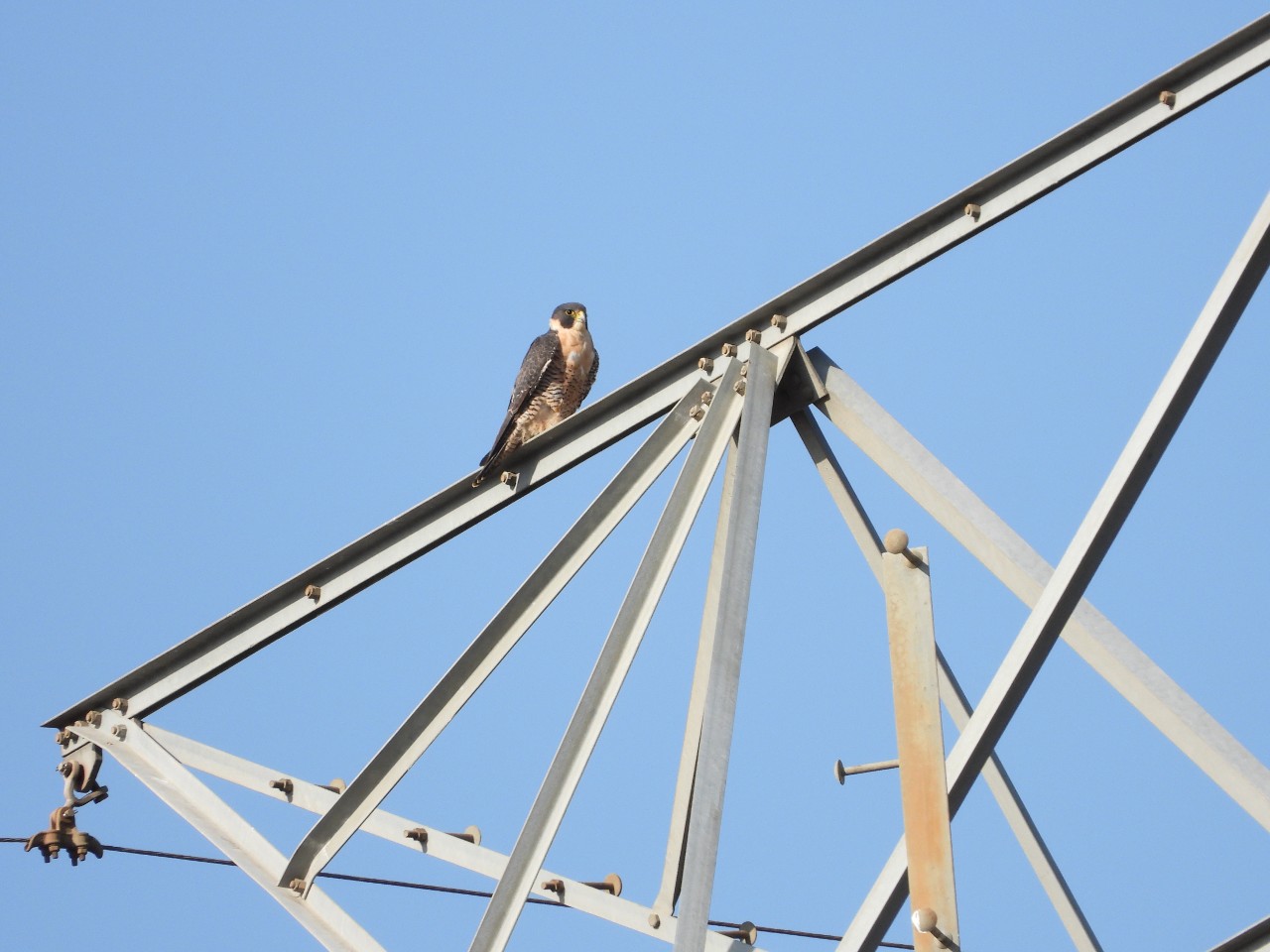 Peregrine Falcon – McCuration