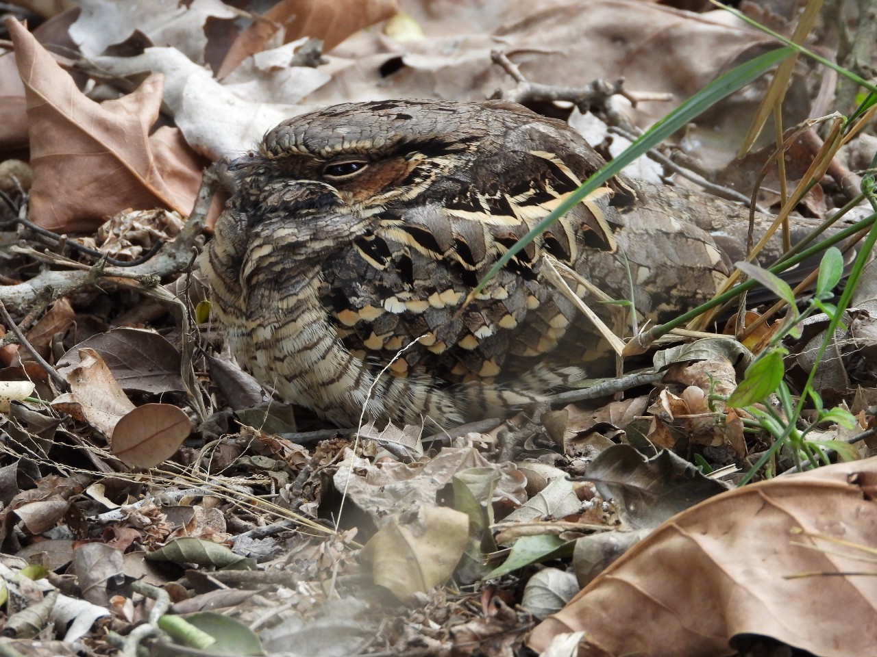 Common Pauraque Gallery – McCuration