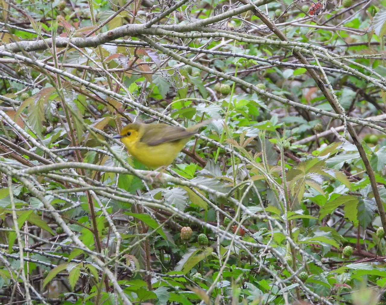 Hooded Warbler Gallery – McCuration