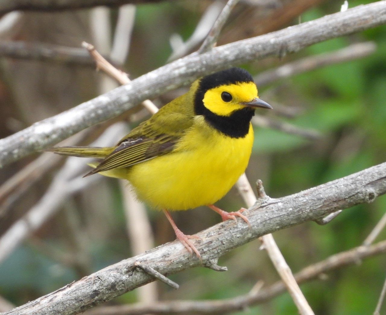Hooded Warbler Gallery – McCuration