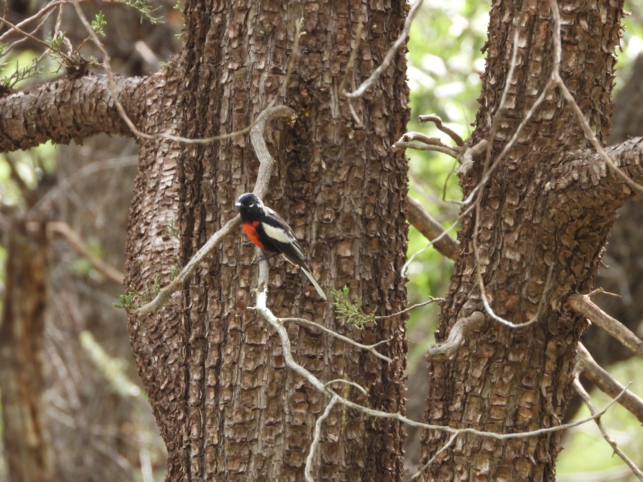 Painted Redstart Gallery – McCuration