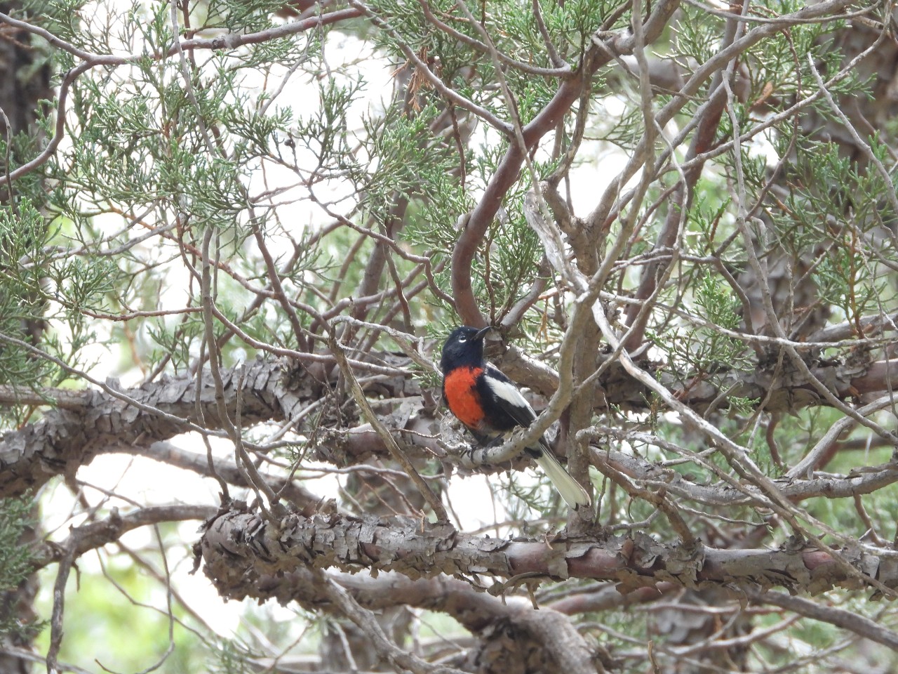 Painted Redstart Gallery – McCuration